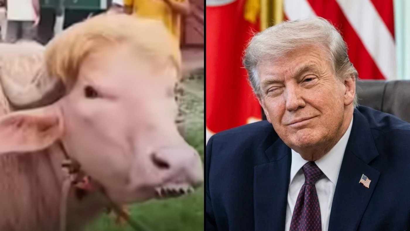 “Donald Trump” Buffalo Spared From Eid al-Adha Holiday Slaughter at ...