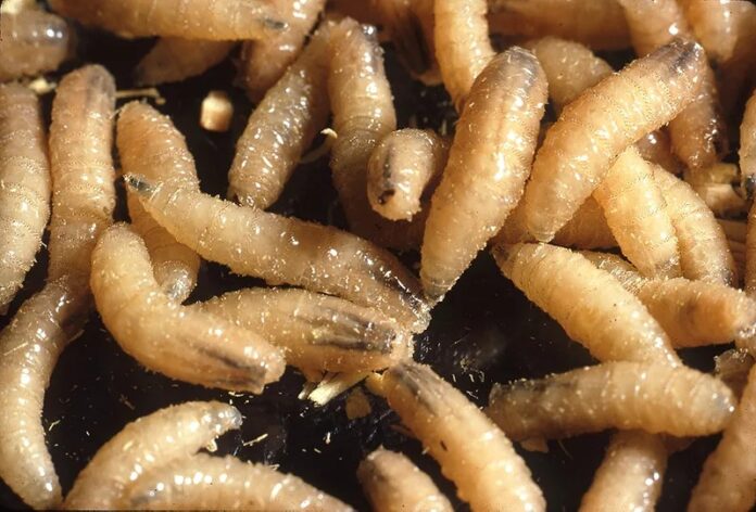 USDA Reports Second Case of Screwworm | Matzav.com